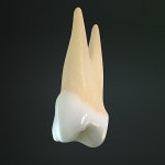 Dentitia si rolul dintilor. Categorii de dinti